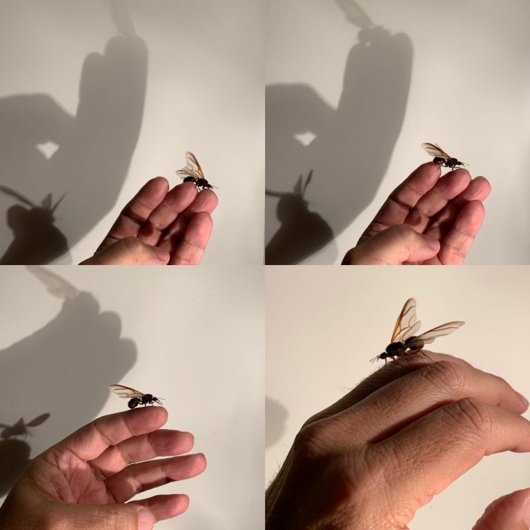 ¡Salieron los zompopos de mayo!...en medio de la tempestad | Luis ...