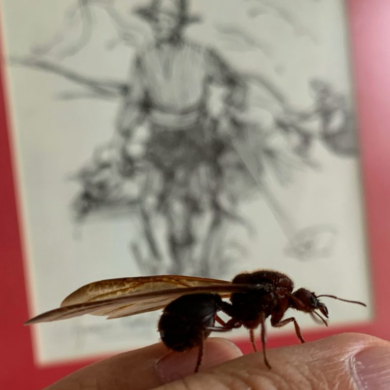 Vinieron zompopos de mayo | Luis Figueroa CARPE DIEM